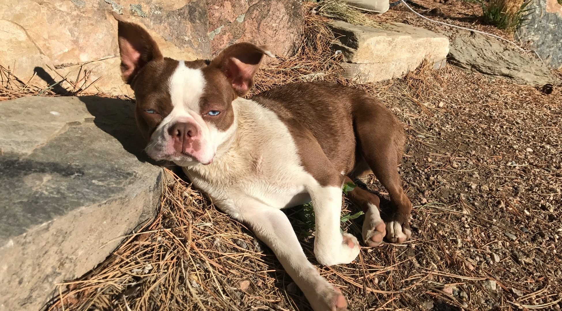 Mile High Bostons – An organic homestead raising Boston Terriers ...